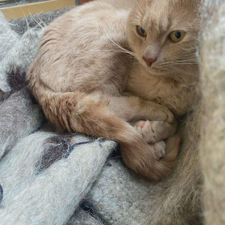 Котик в добрые руки