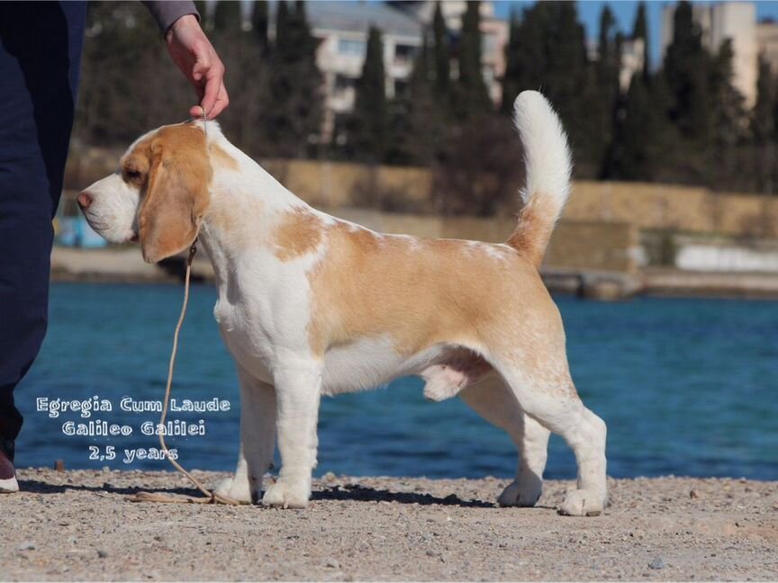 Бигль. Шикарный кобель. Вязка