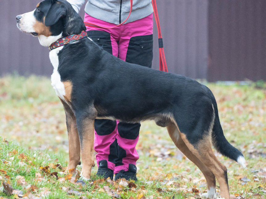 Открыт для вязок. Гросс. бшз