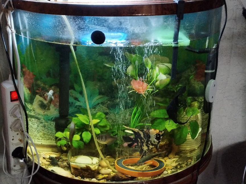 Аквариум с тумбой на 62 литра