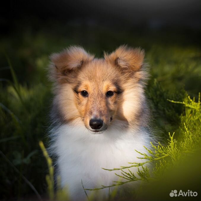 Соболиный мальчик шелти