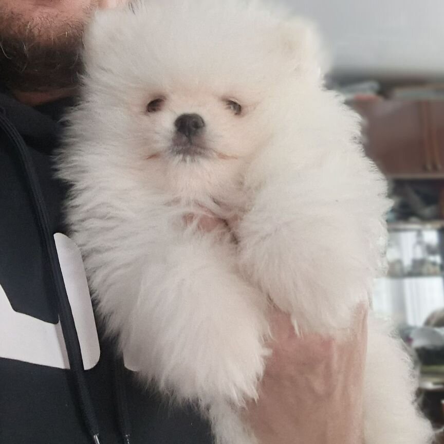 Померанский шпиц, щенок