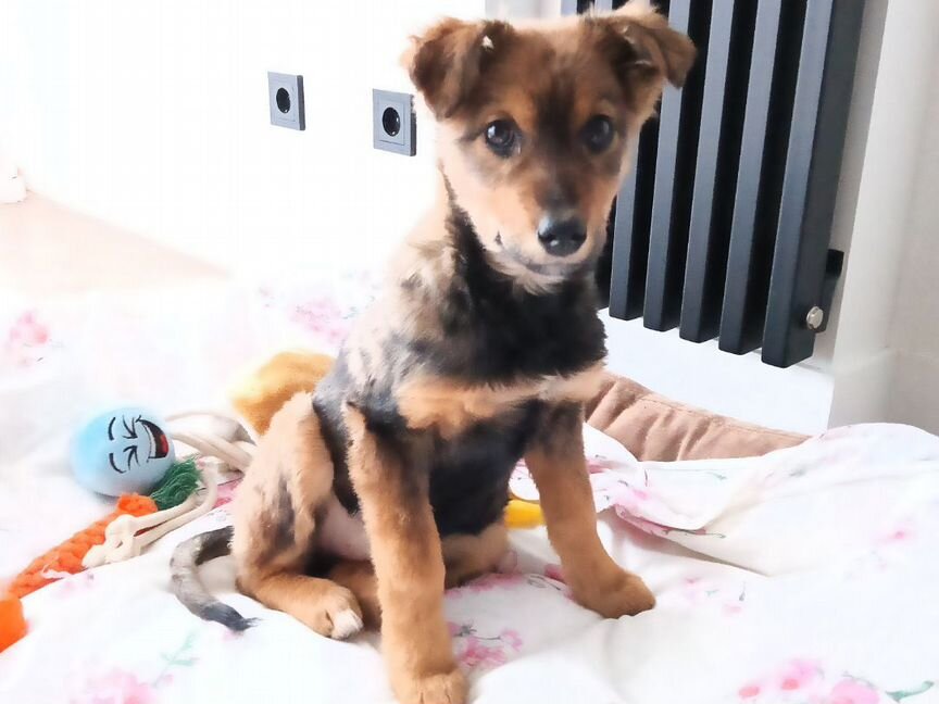 Щенок в добрые руки бесплатно