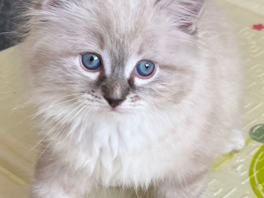 Невские маскарадные голубые котики