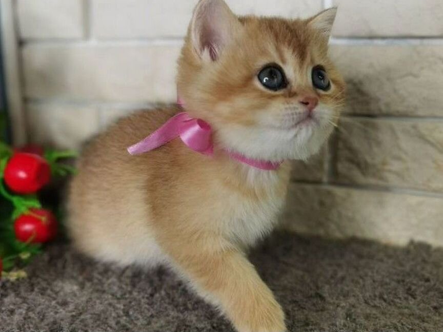 Золотая британочка