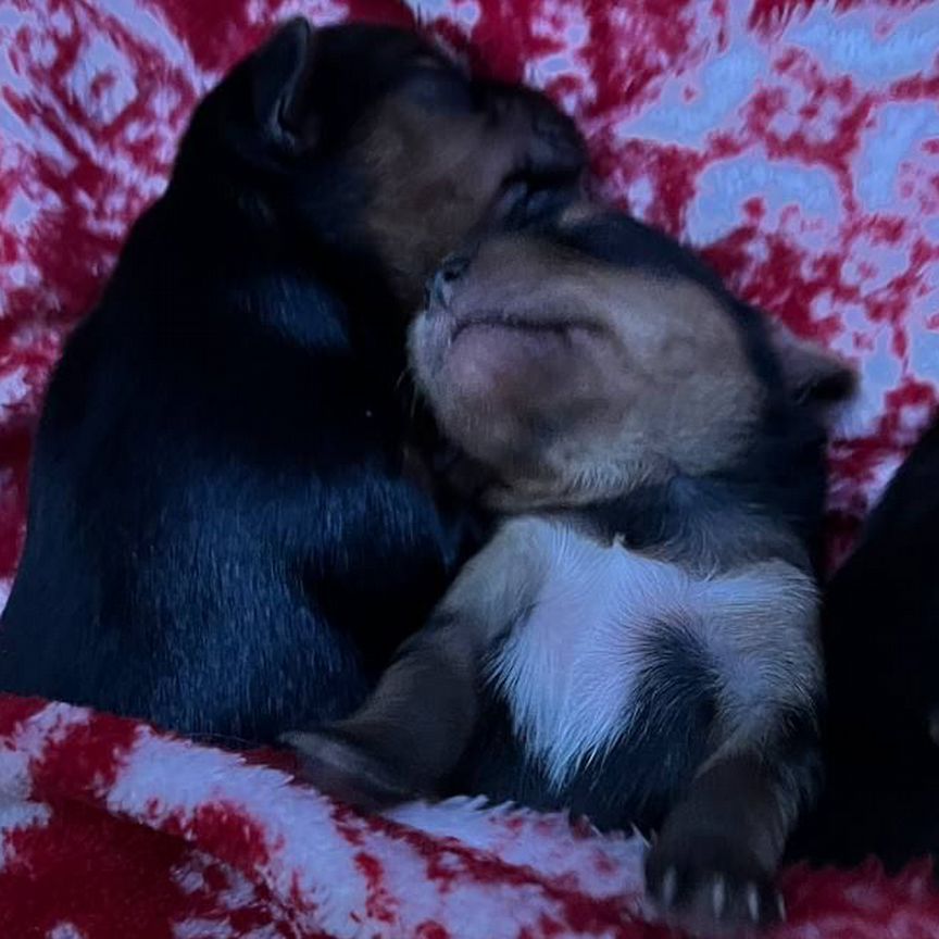 Йоркширский терьер, щенок