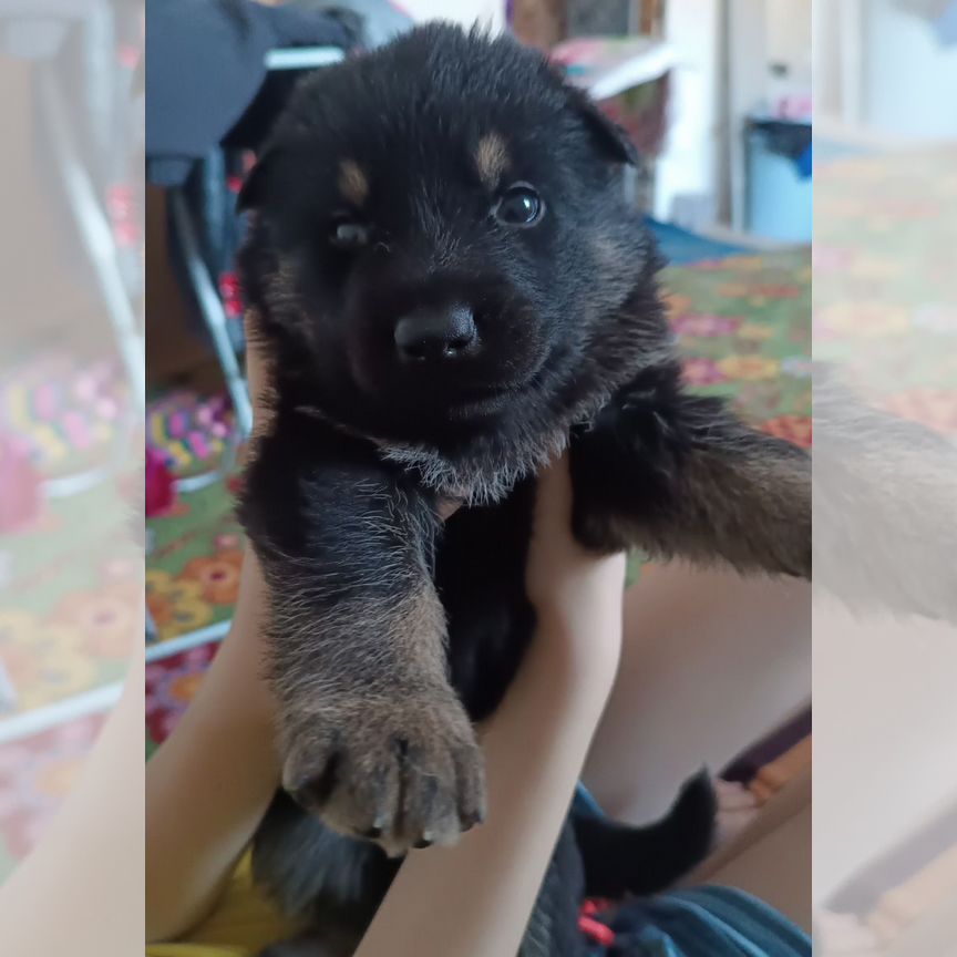 Немецкая овчарка