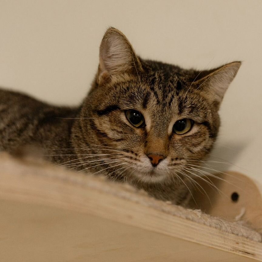 Загадочная кошечка Фиона