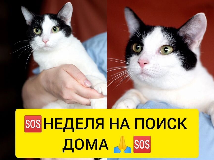 Зайке нужен дом