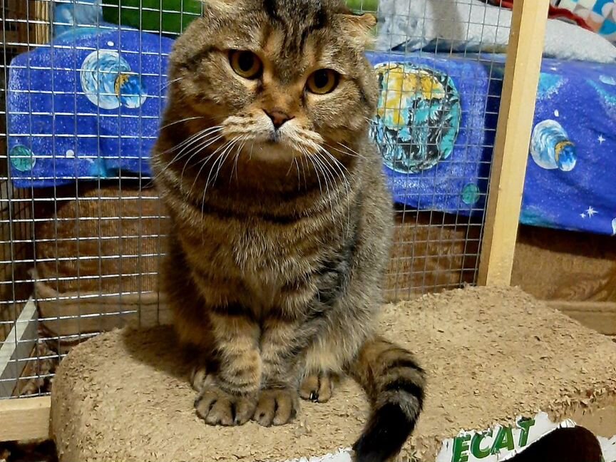 Баффи в добрые руки