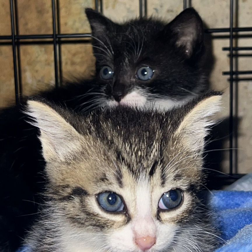 Дворовые чистенькие котята 1 мес. ищут семью