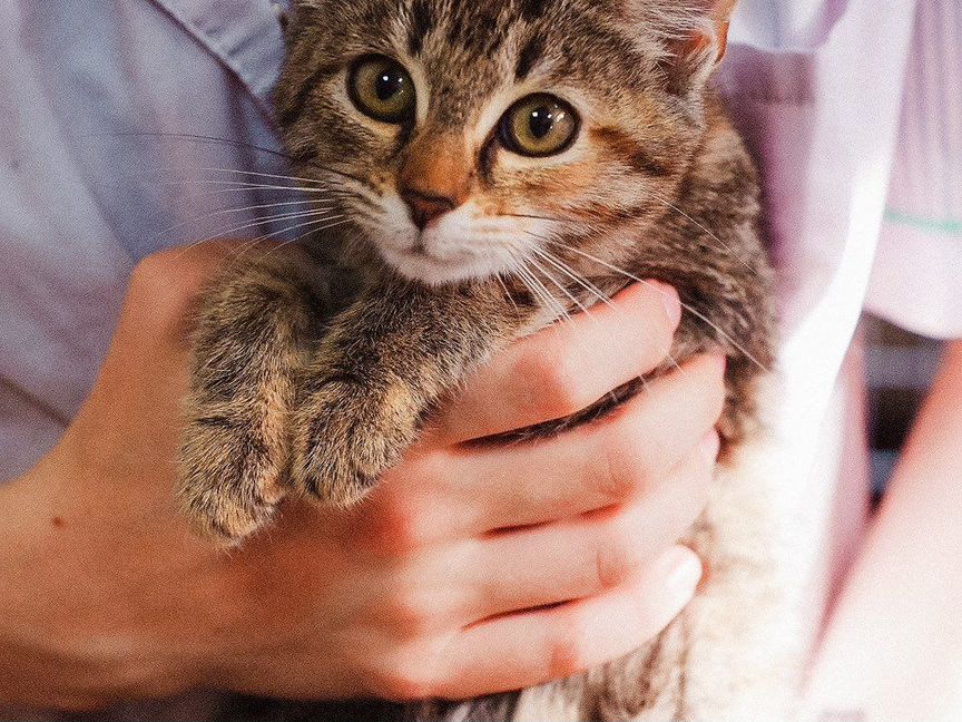 Улыбающийся котенок медвежонок в добрые руки
