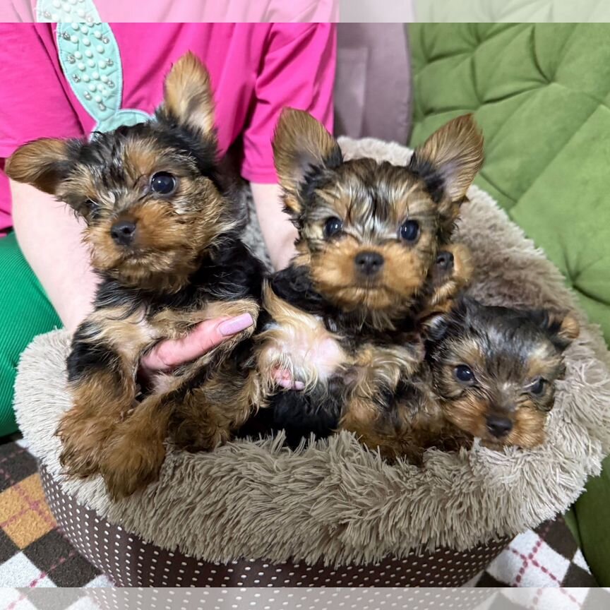 Йоркширский терьер, щенок