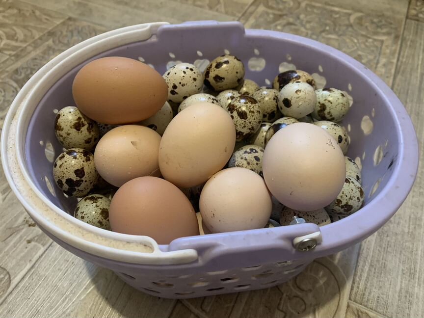Яйца куриные и перепелиные