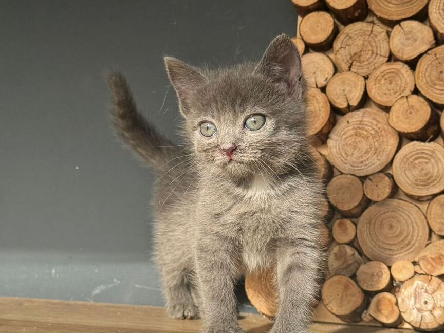 Котёнок русский голубой