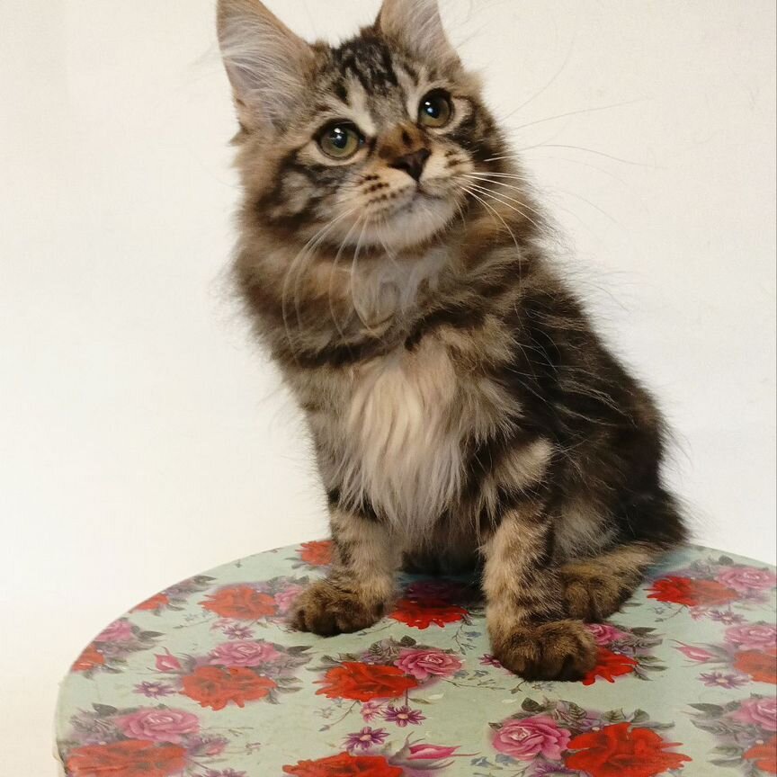 Котик куробобик