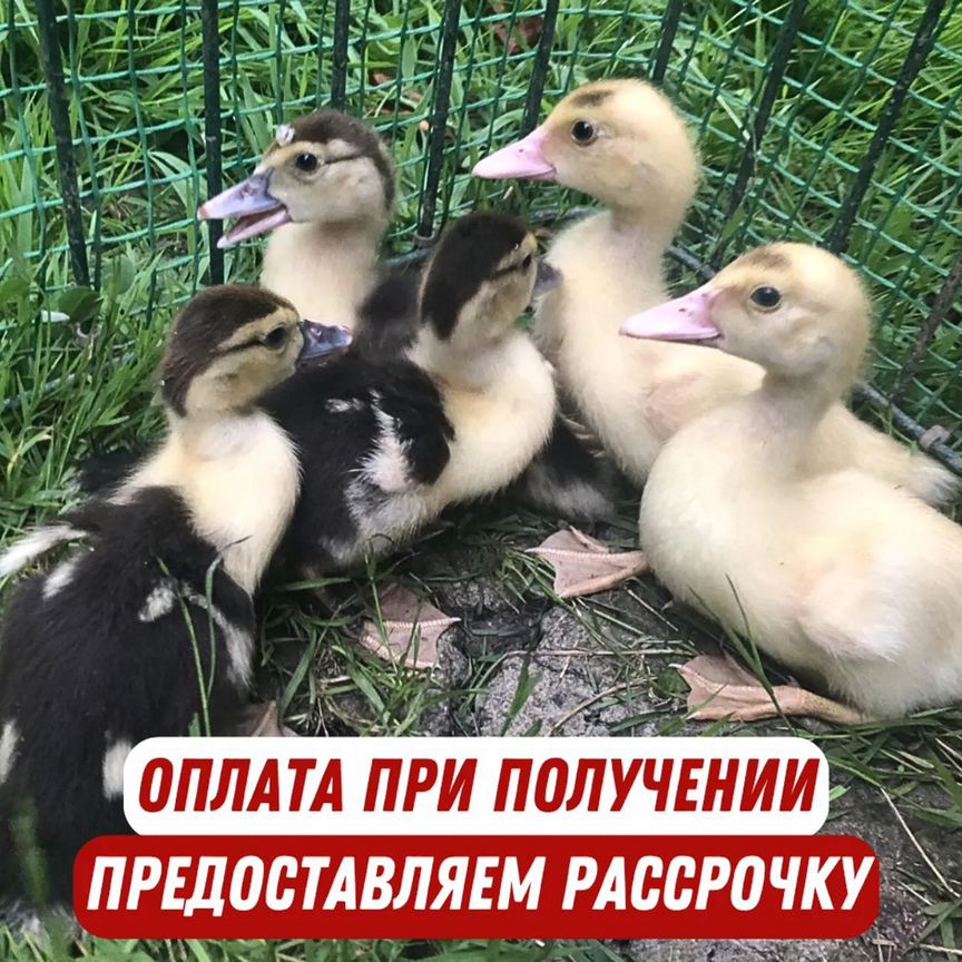 Утята оптом от 50 штук доставка бесплатная