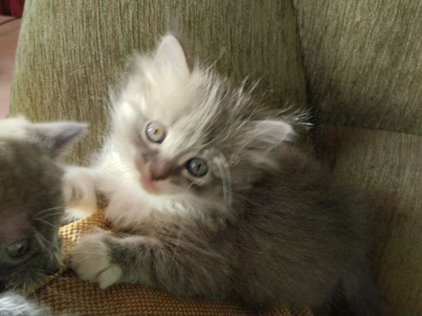 Сибирская кошечка