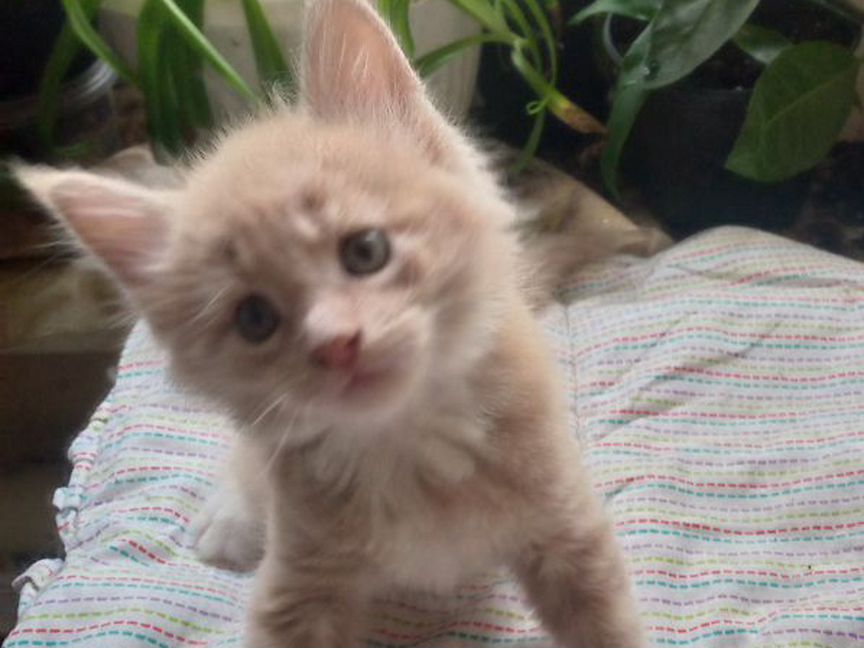 Котята Мэйн Кун супер окрасы