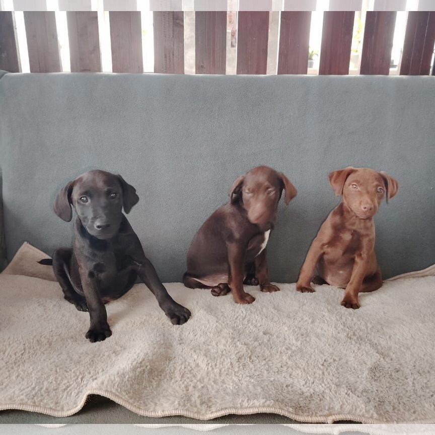 Паттердейл-терьер, щенок