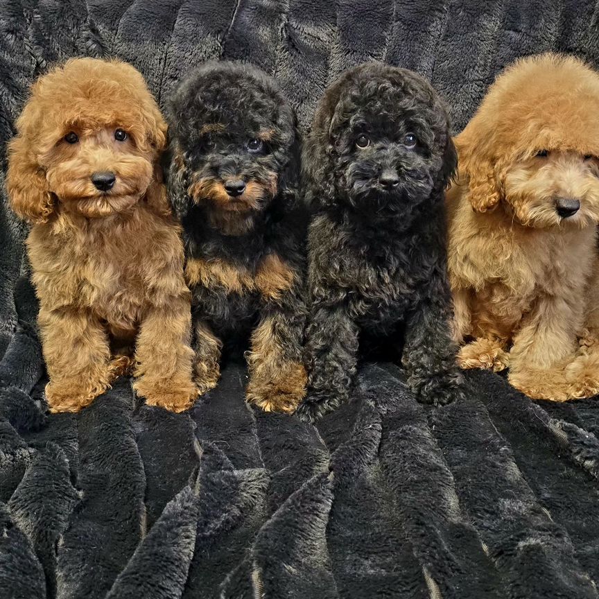 Карликовый пудель, щенок