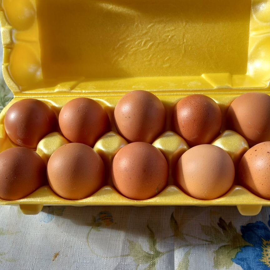 Инкубационное яйцо кур несушек