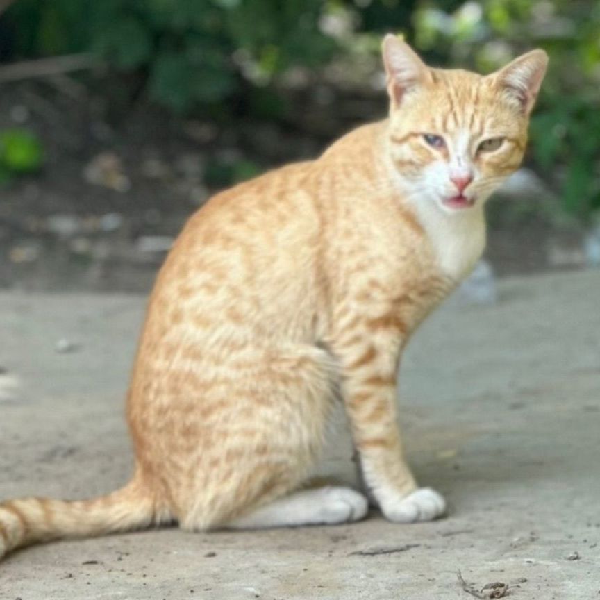 Котик