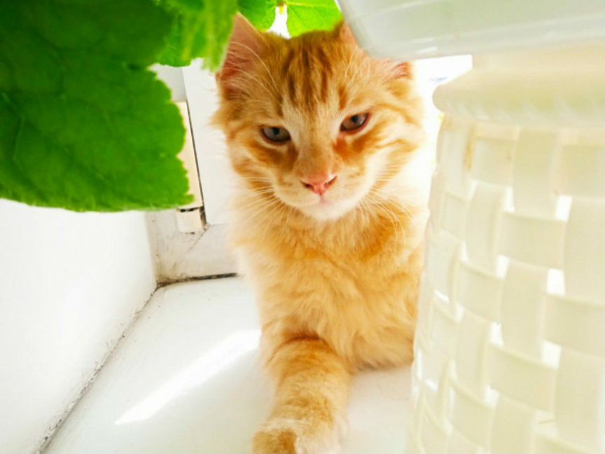 Кот Ищет дом