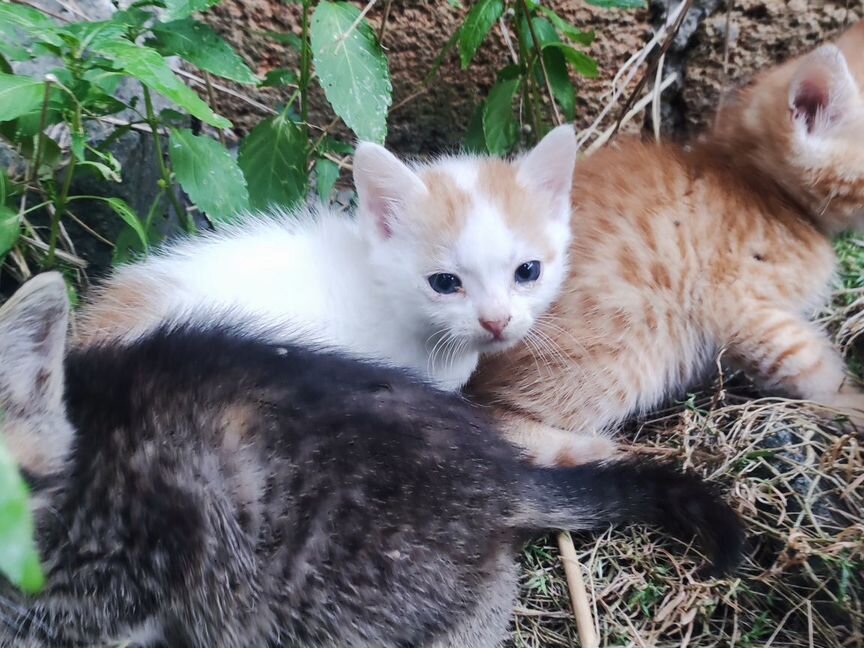 Отдам котейков в добрые руки