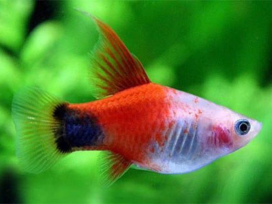 Аквариумные рыбки