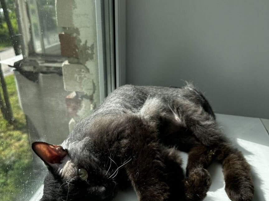 Кошка сфинкс бесплатно