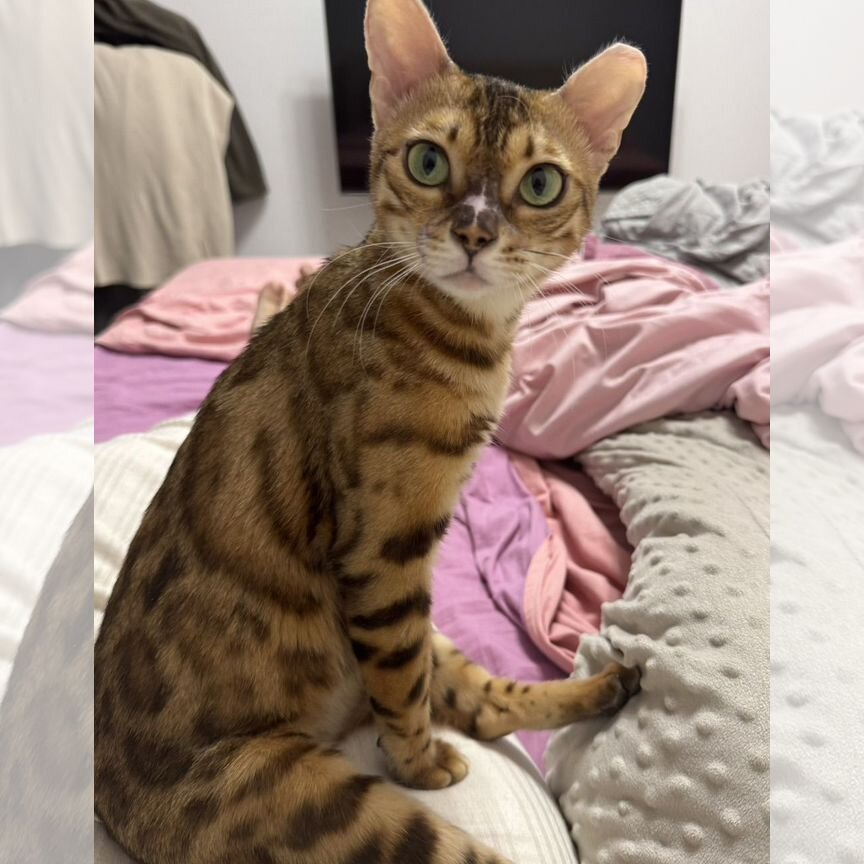 Бенгал кот и кошка