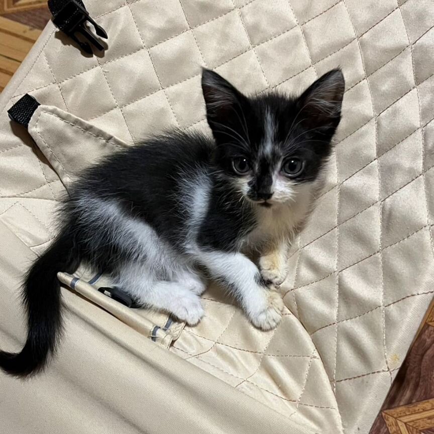 Котята в добрые руки мальчики