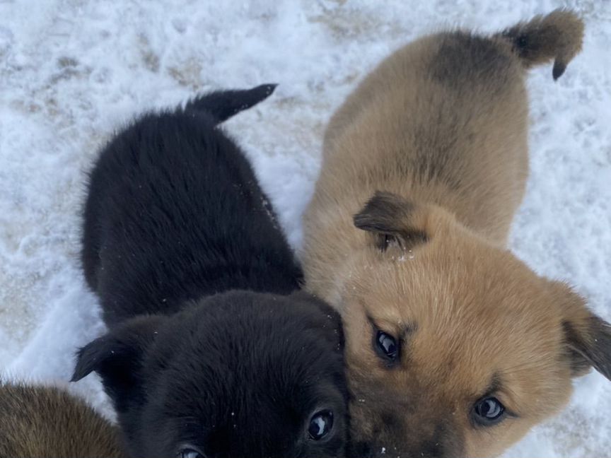 Овчарка смесь дворняшки