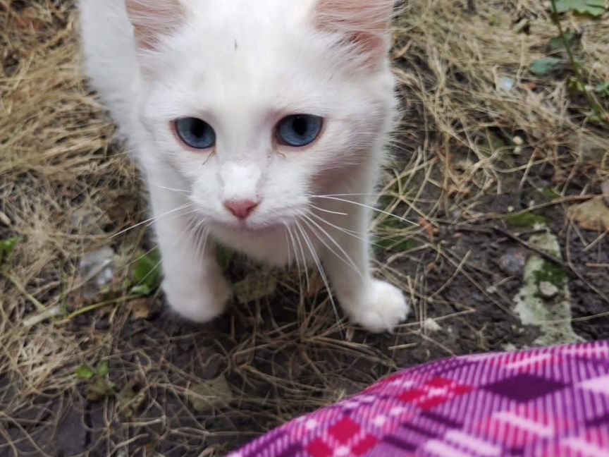 Молодая, игривая Белоснежка ищет дом