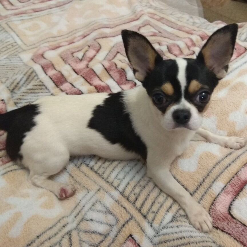 Чихуахуа, щенок