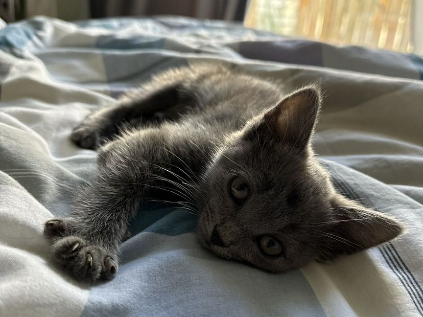 Котятёнок в добрые руки