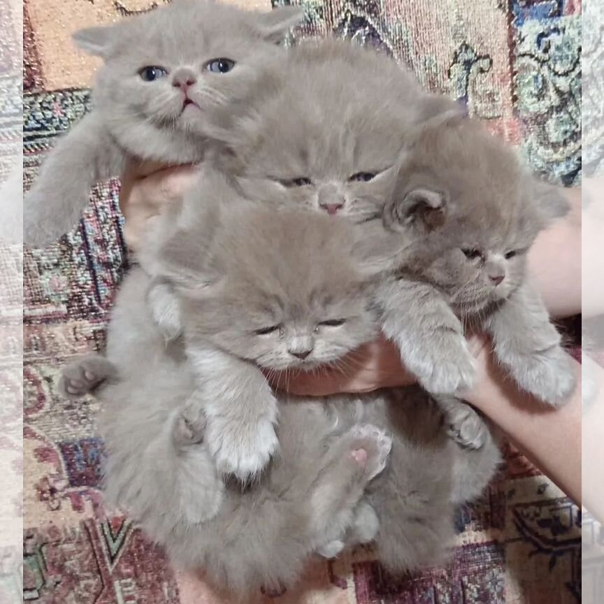 Котята британцы.Крупные