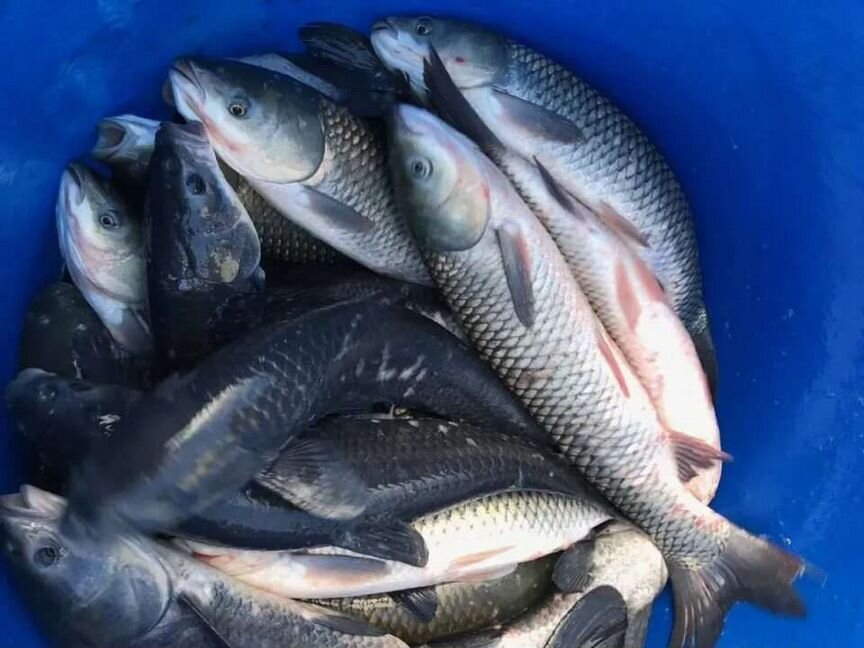 Малёк белого амура