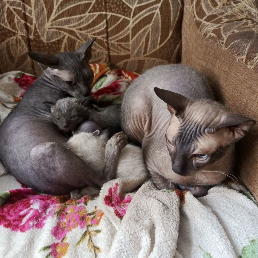 Котята сфинкс