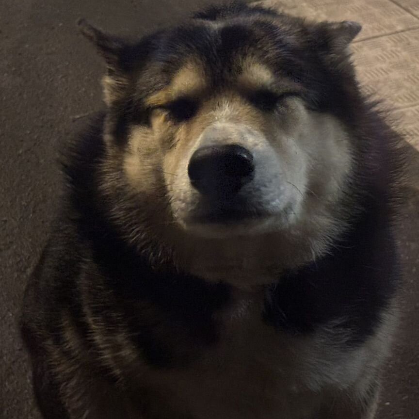 Лайка, взрослая собака