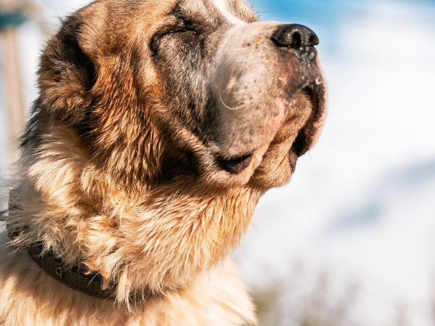 Собака алабай в добрые руки бесплатно