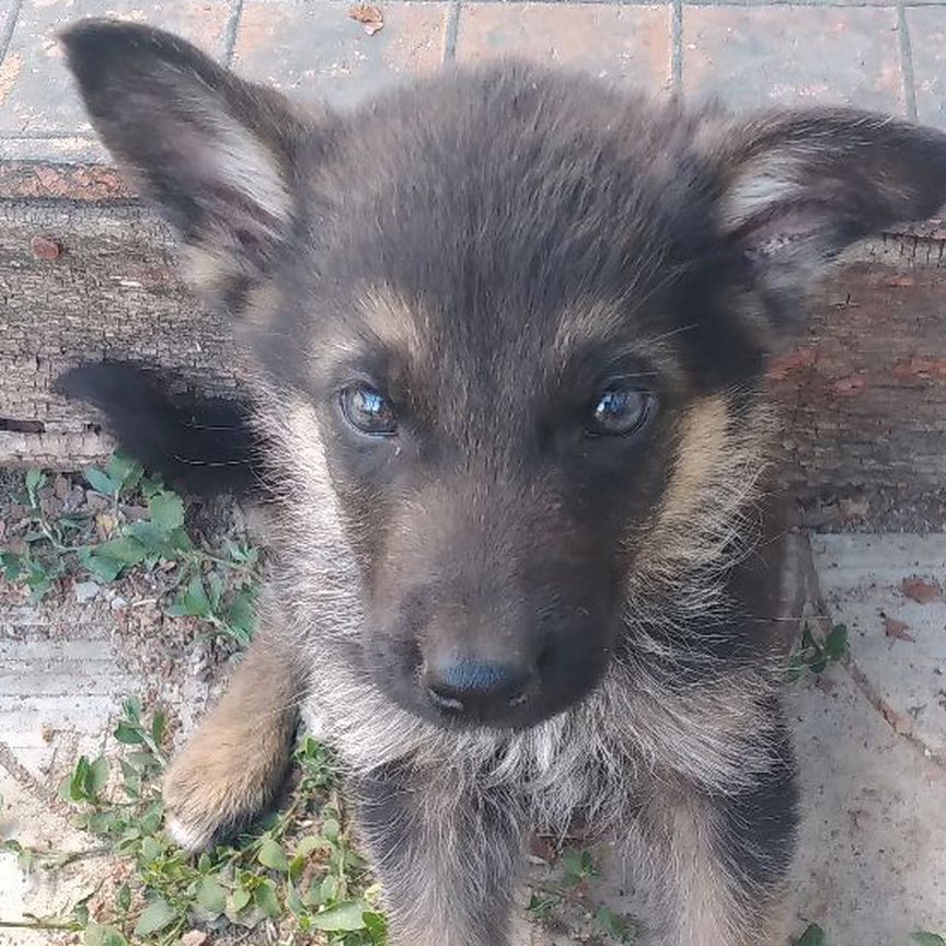 Щенки немецкой овчарки