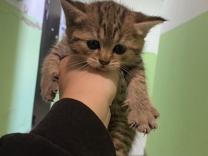 Кошка
