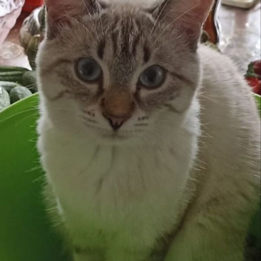 Потерялась кошечка в районе савхоза Юбилейный