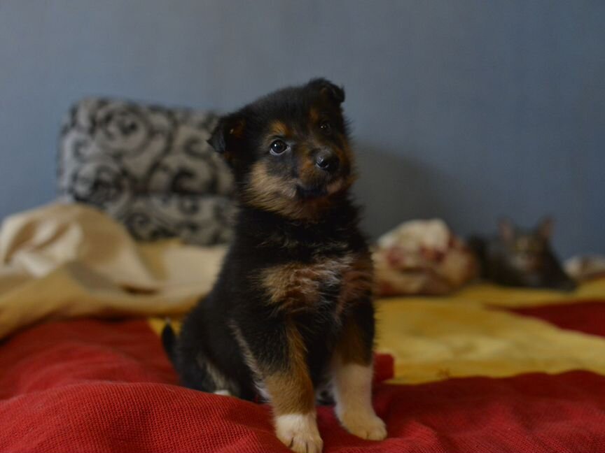 Щенок в добрые руки бесплатно