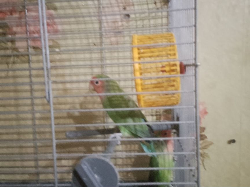 Животные в добрые руки собаки и папугаи