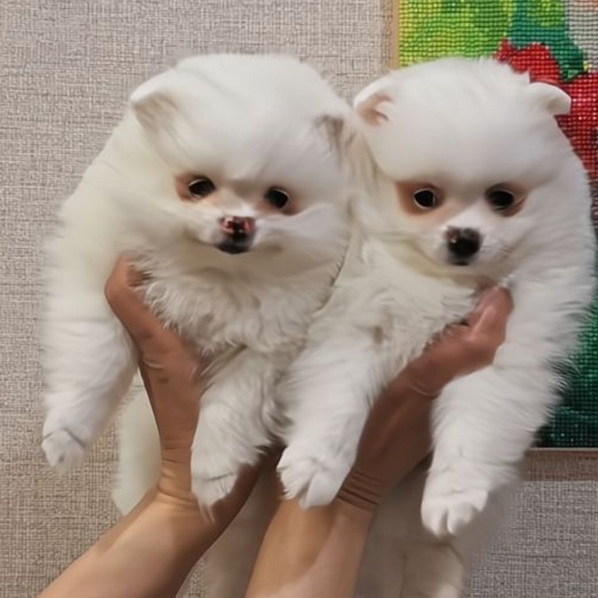 Померанский шпиц, щенок