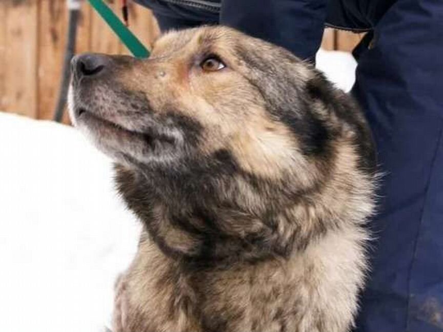 Мухтар ищет дом