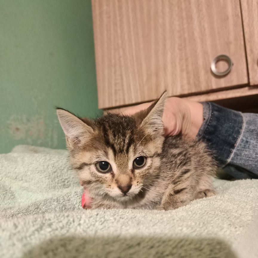 Котенок пацан